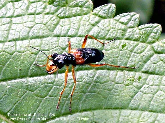 Papua Insects Foundation (Coleoptera/Cicindelidae)
